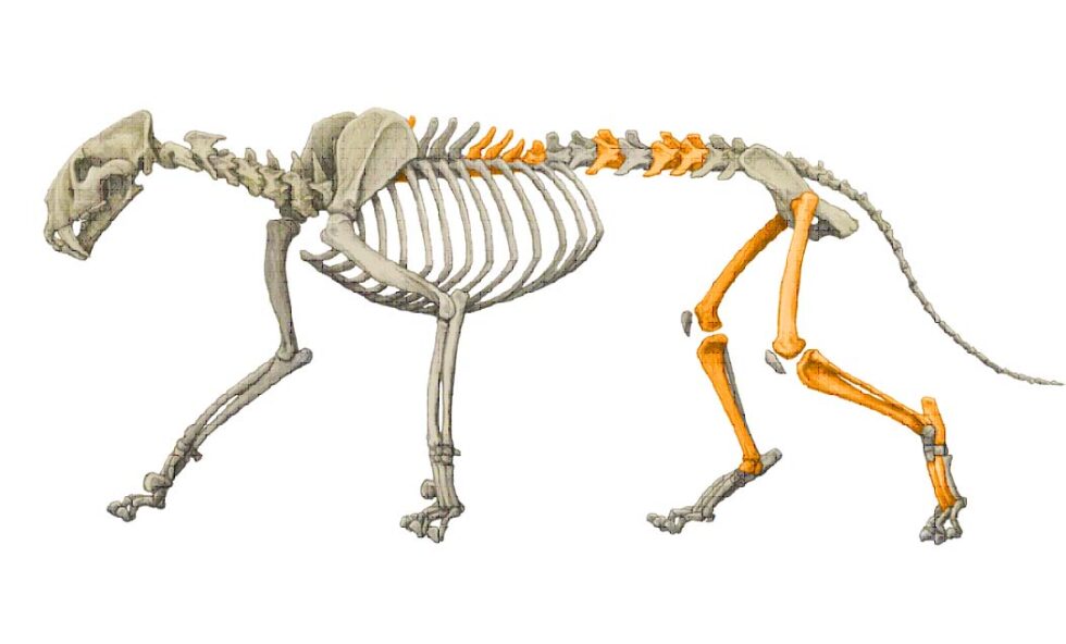 A large-bodied sabretooth cat roamed the West Coast of SA - IT-Online