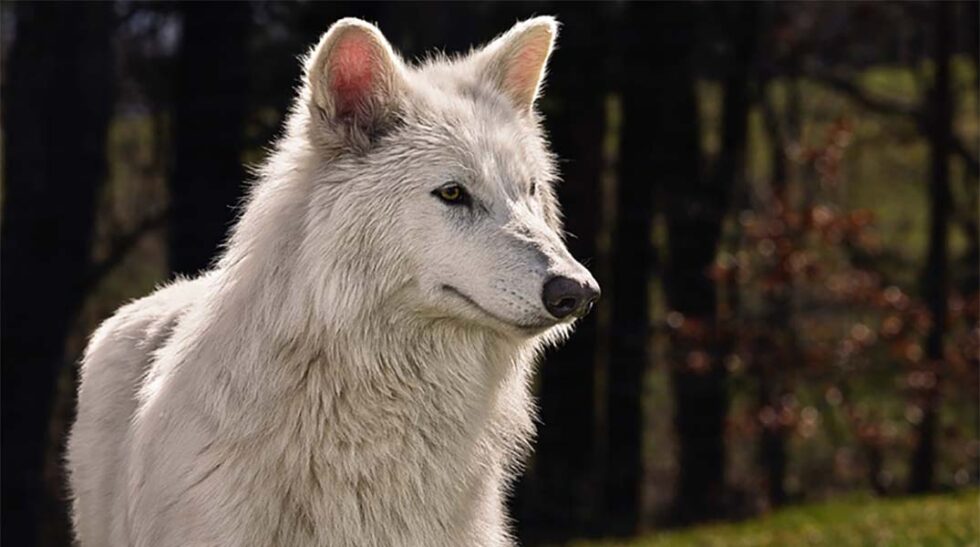 Meet the dire wolves brought back from extinction - IT-Online