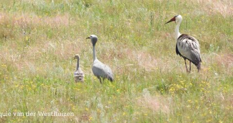 Habitat loss could foster a new species of crane - IT-Online